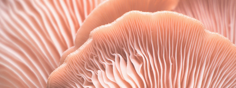 Mushroom Wellness Shots & Extracts | shroomworks | United States